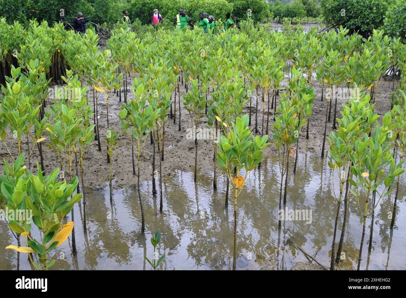 Members of Tulinde Mikoko, Swahili for Let's Protect Mangroves, plant ...
