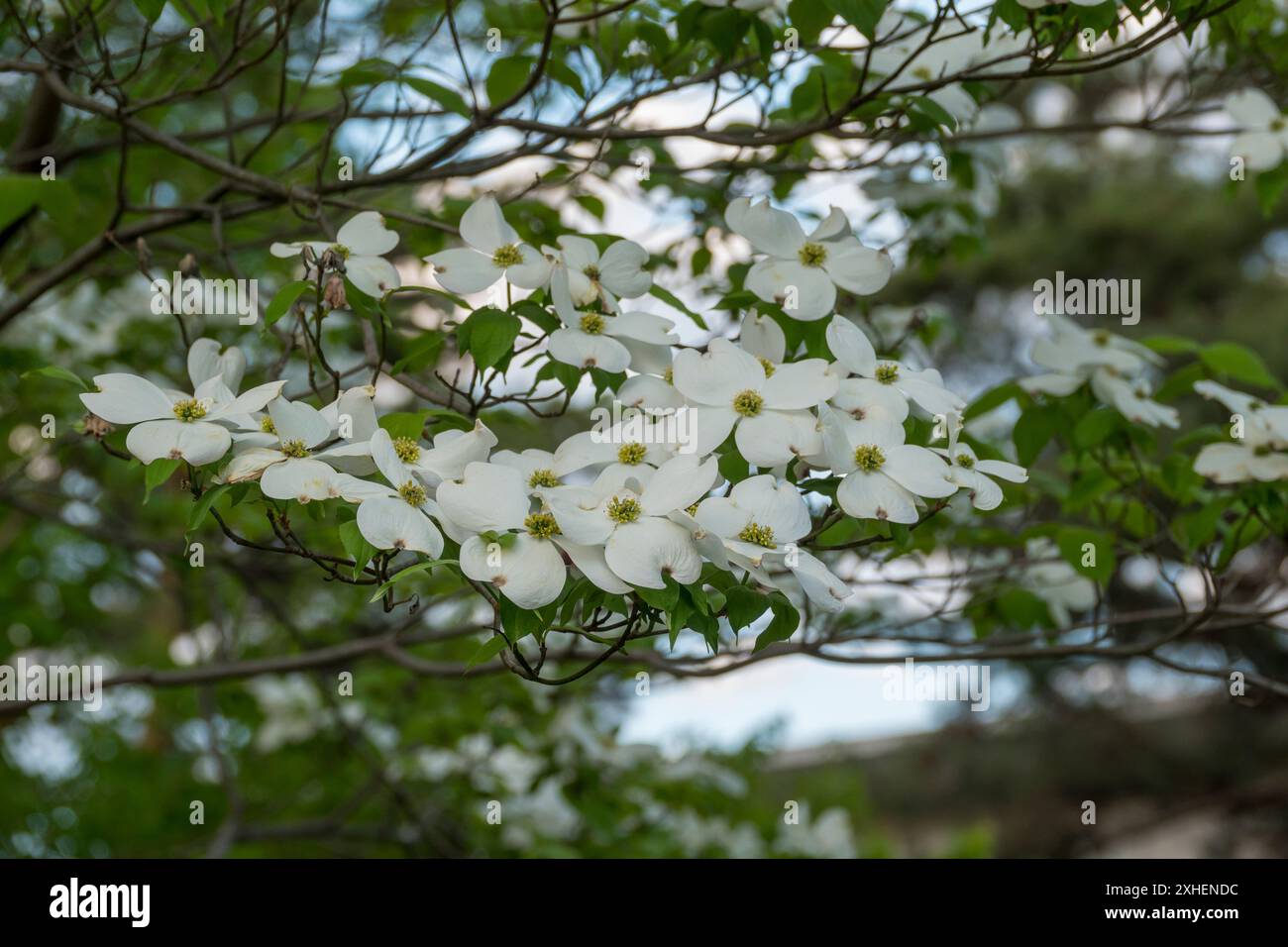 Flowering Dogwood tree in the grounds of Morioka Castle, Iwate, Japan ...