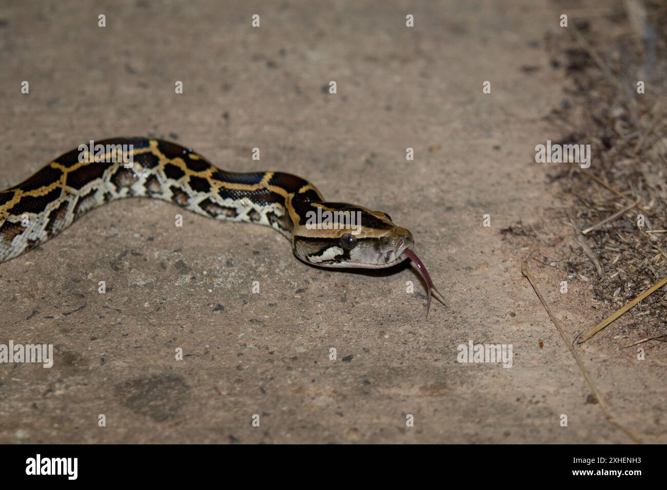 Juvenile python hi-res stock photography and images - Alamy