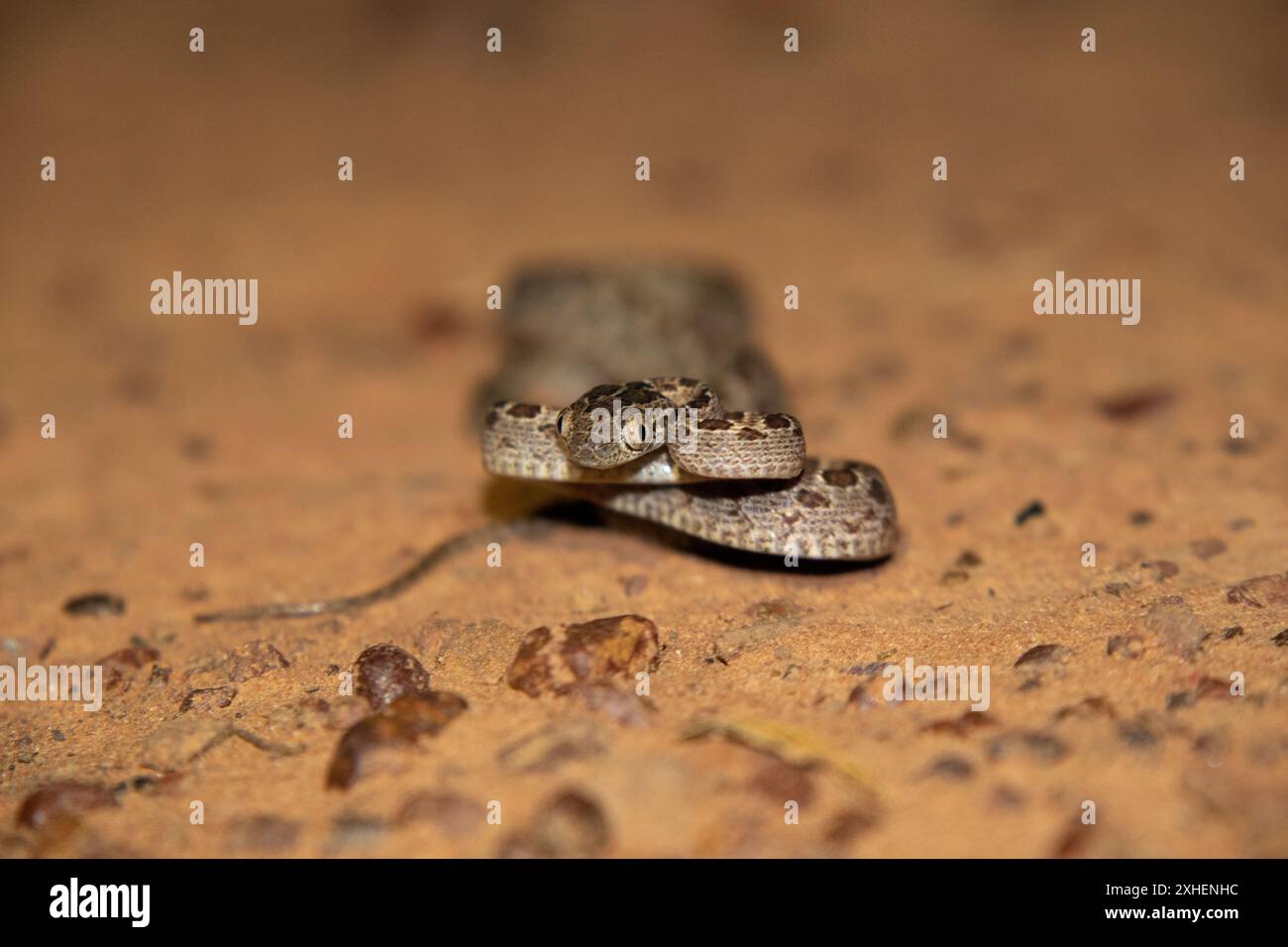 Many-spotted cat snake (Boiga multomaculata Stock Photo - Alamy