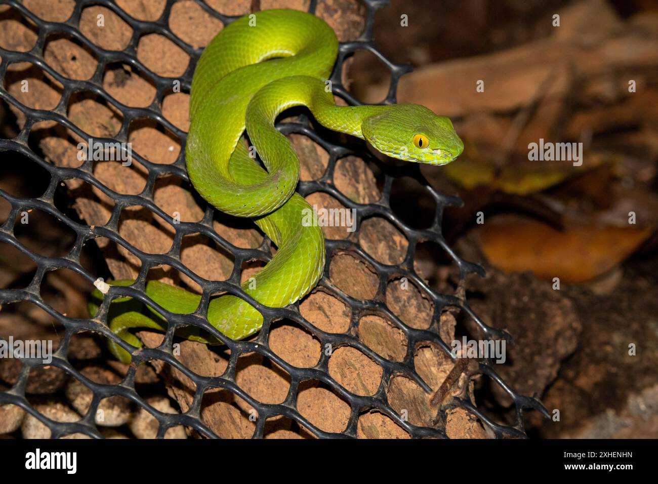 Large-eyed pit viper (Trimeresurus macrops Stock Photo - Alamy