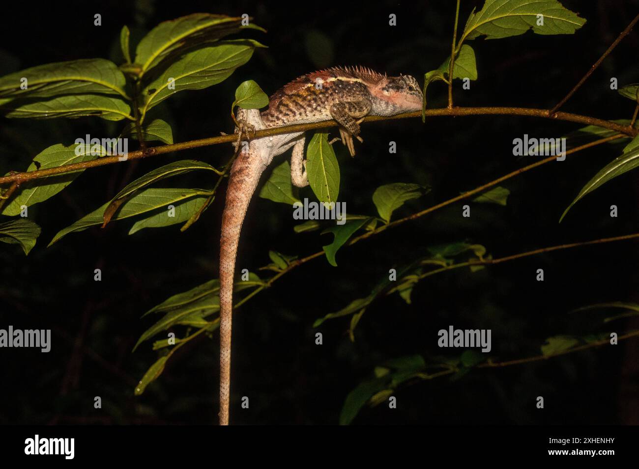 Calotes emma hi-res stock photography and images - Alamy