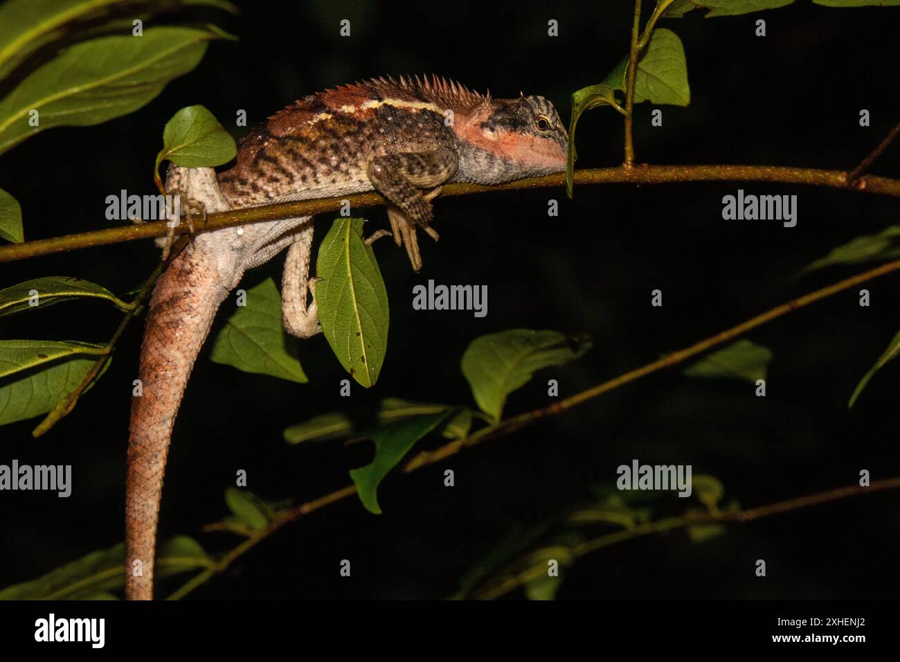 Calotes emma hi-res stock photography and images - Alamy