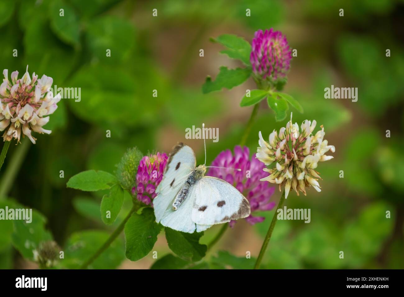 Cabbage white butterfly, Pieris Brassicae a day butterfly from the ...