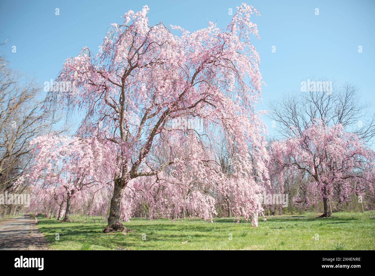 Beautiful blooming branches in hi-res stock photography and images - Alamy