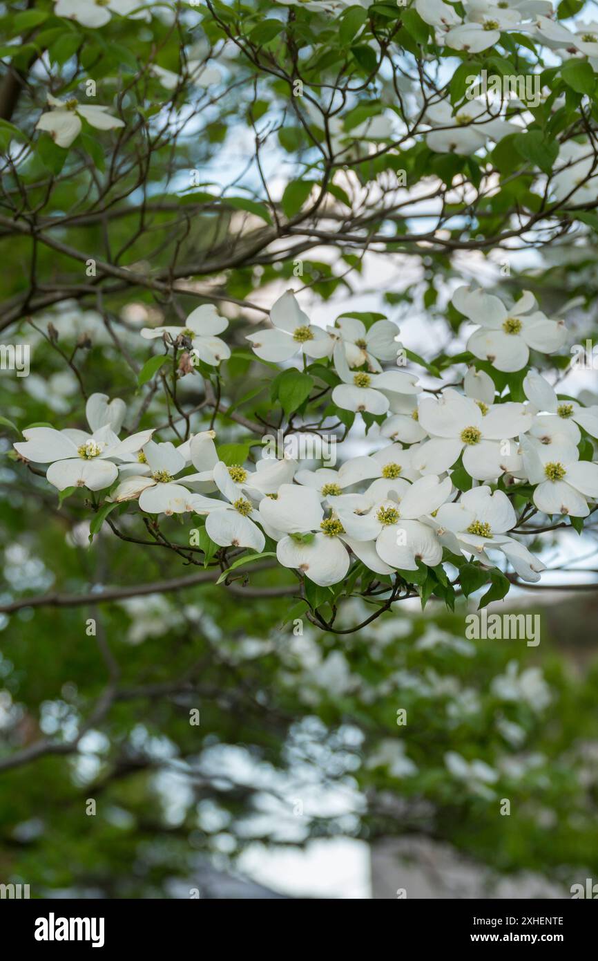 Flowering Dogwood tree in the grounds of Morioka Castle, Iwate, Japan ...