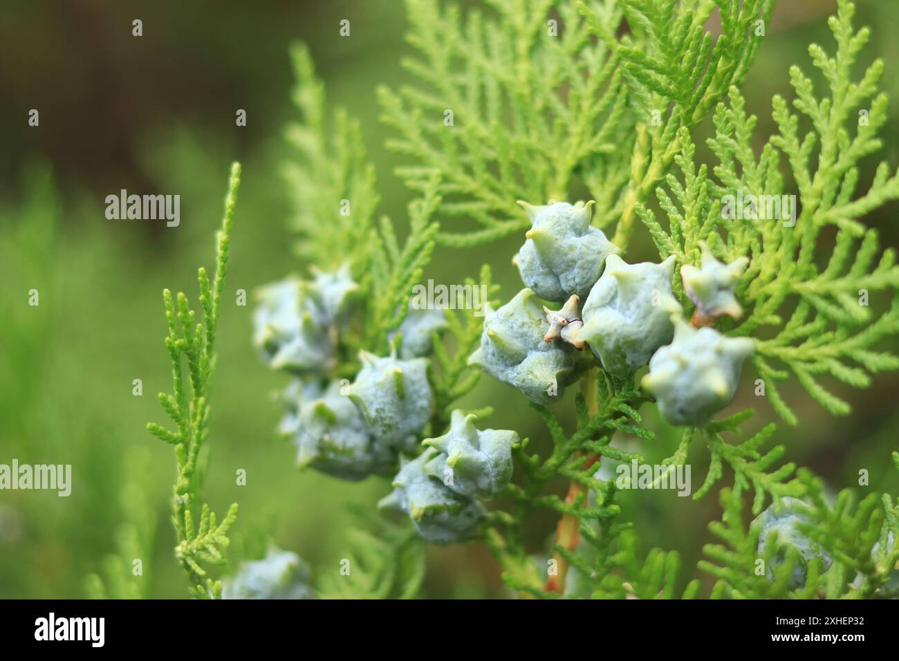 Thuja branches with young fruits. Green thuja tree with young fruits ...