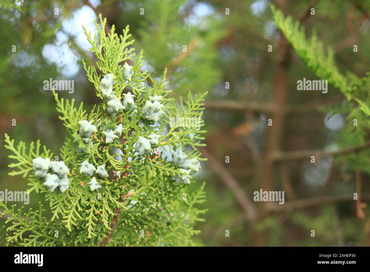 Thuja branches with young fruits. Green thuja tree with young fruits ...