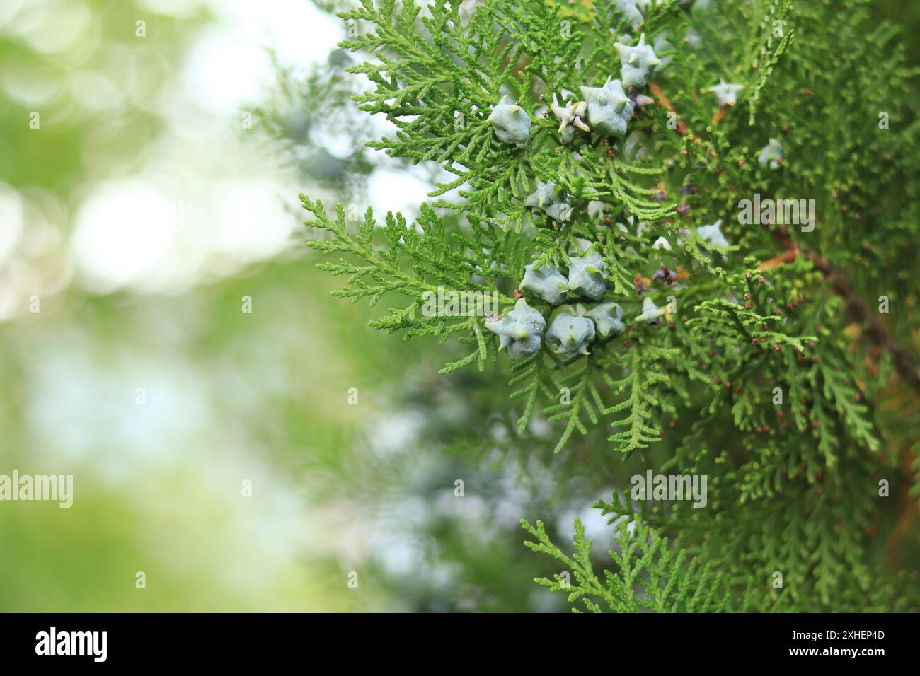 Thuja branches with young fruits. Green thuja tree with young fruits ...