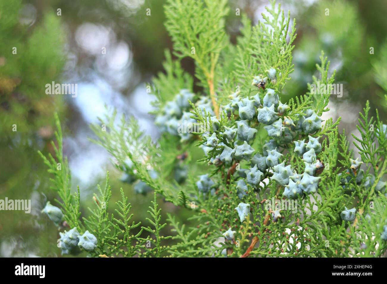 Thuja branches with young fruits. Green thuja tree with young fruits ...