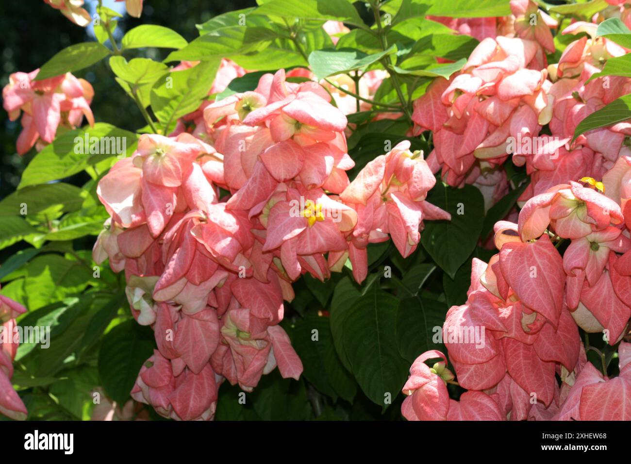 Shade tolerant modified hi-res stock photography and images - Alamy