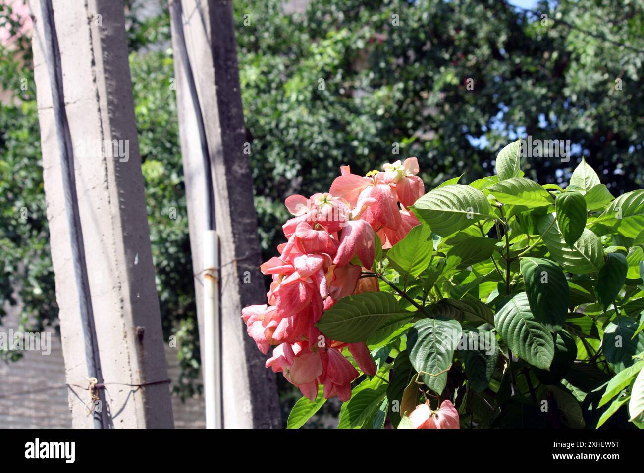Mussaenda pink (Mussaenda philippica) in bloom : (pix Sanjiv Shukla ...