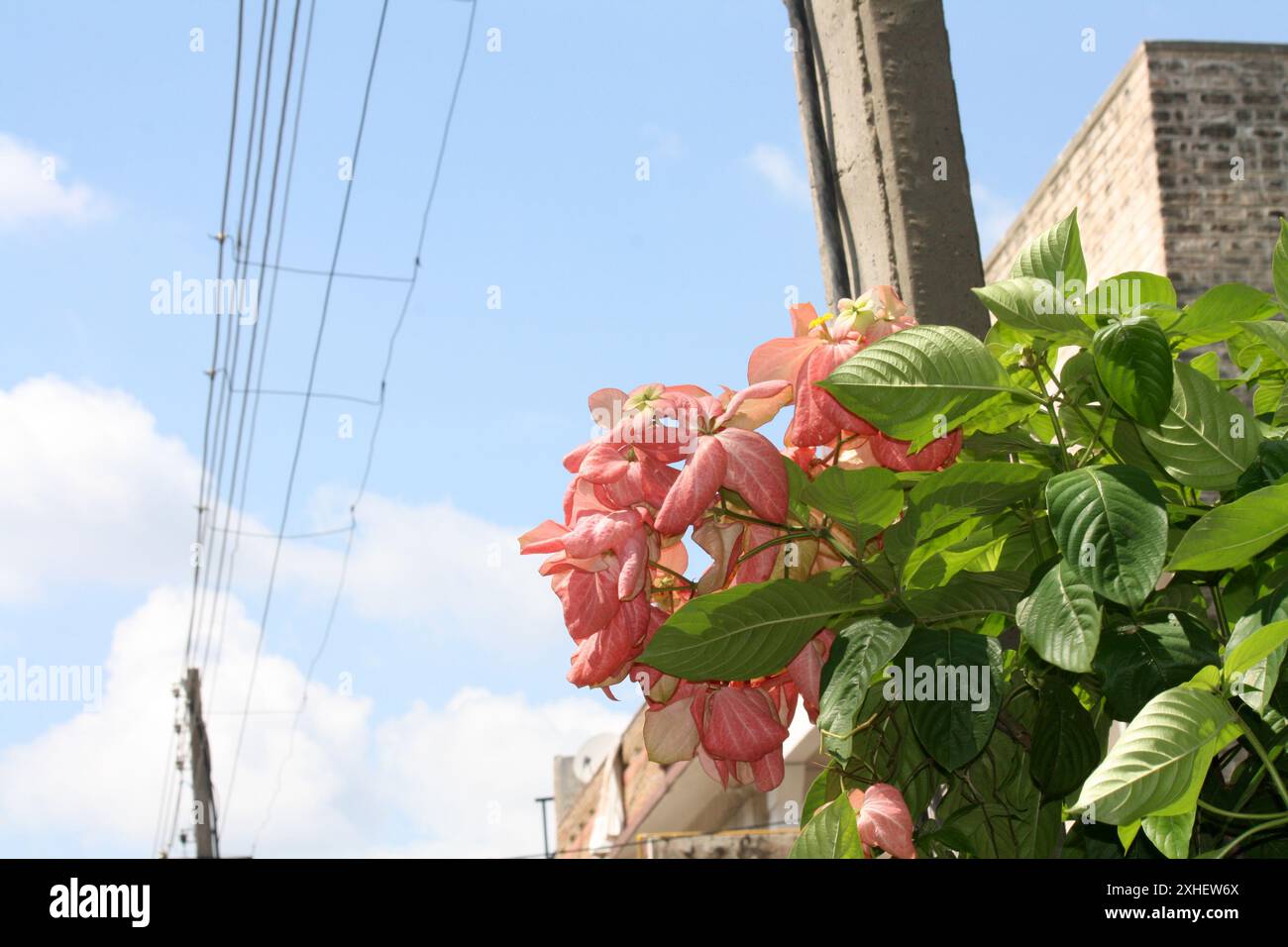 Mussaenda pink (Mussaenda philippica) in bloom : (pix Sanjiv Shukla ...