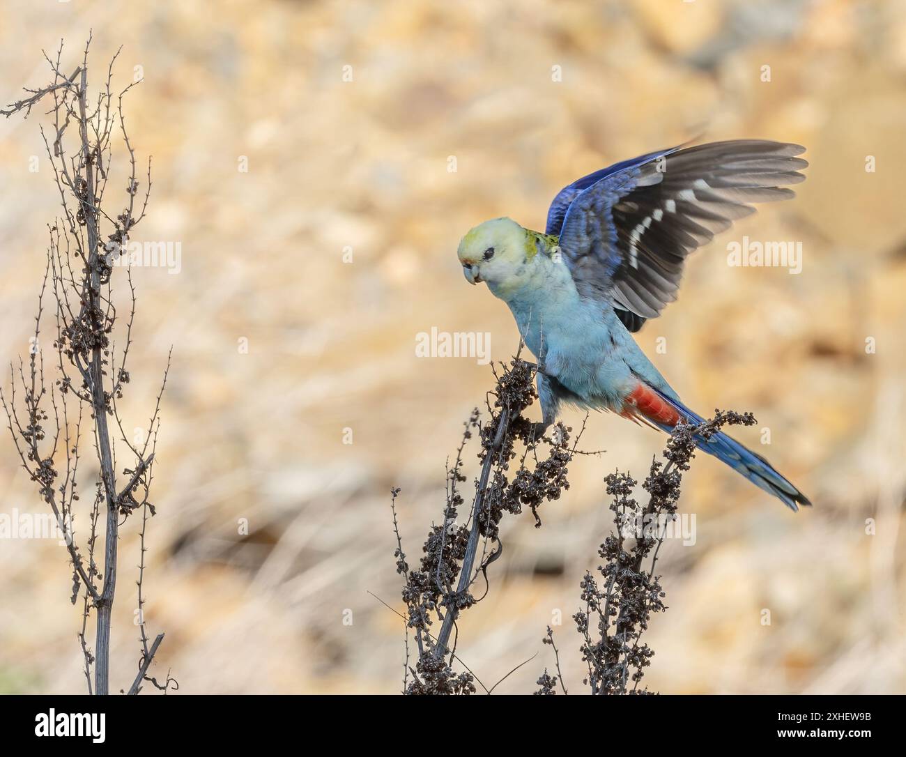 pale-headed rosella (Platycercus adscitus )wings up ready to fly after ...
