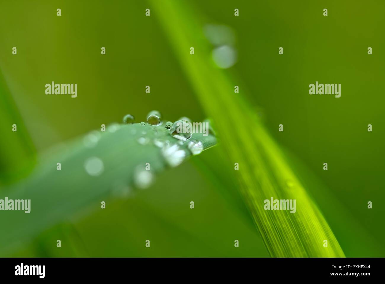Fresh rain drops on vibrant green grass blade Stock Photo - Alamy