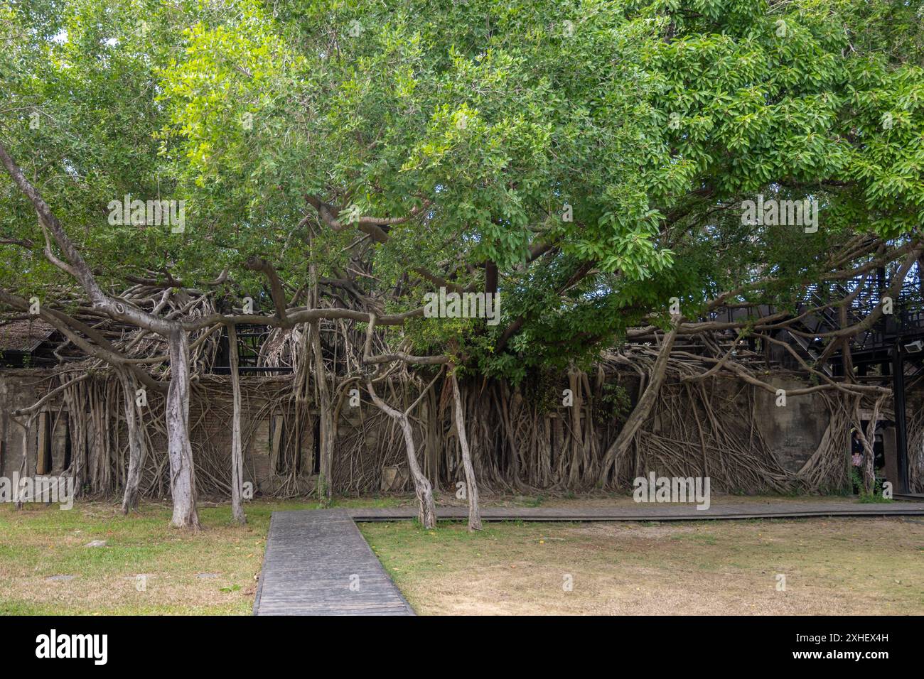 Brick wall with tree roots and window at Anping Tree House in Tainan ...
