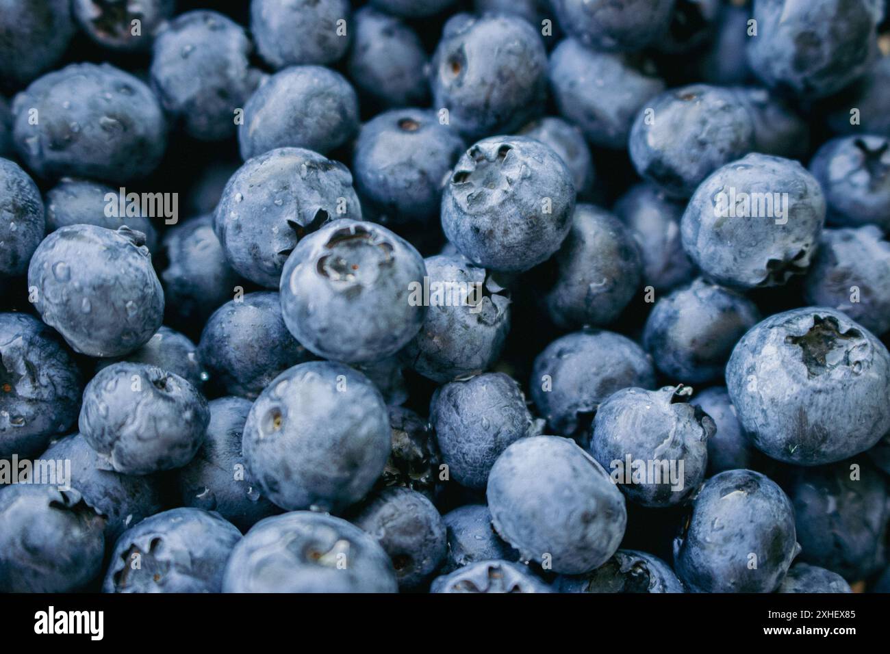 Fresh blueberries in water drops, close up top view. Black and blue ...