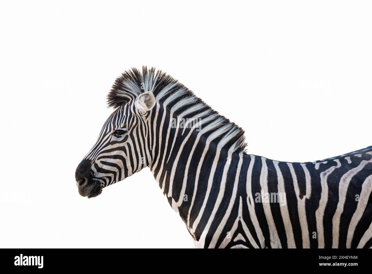 zebra isolated on white background. real live photo of Zebra. Zebra in ...