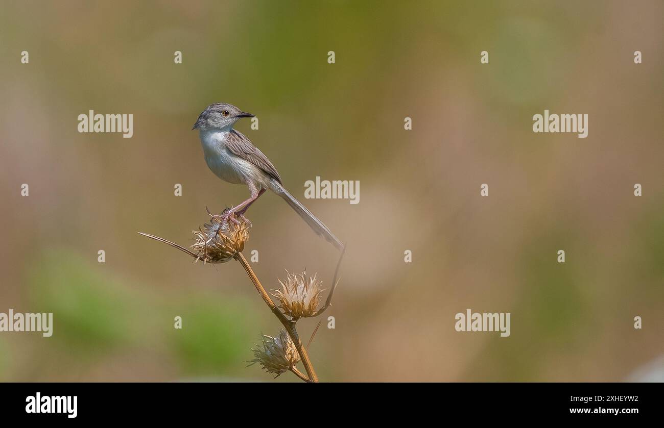 Delicate prinia (Prinia lepida) is a songbird living in the Southeastern region of Turkey. It is ...