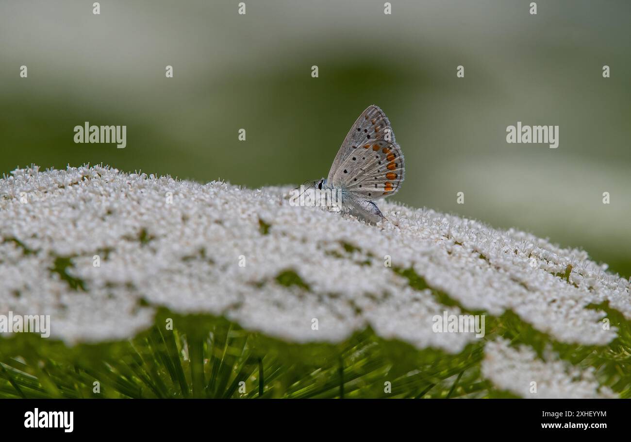 Polyommatus icarus (Common Blue) is a common butterfly species seen ...