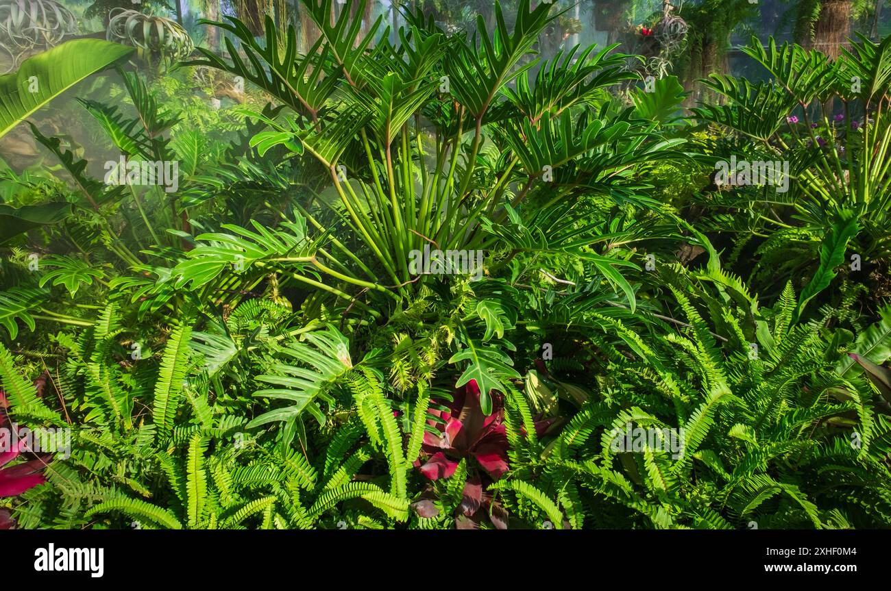 A beautiful green house with different types of colorful leafy plants ...