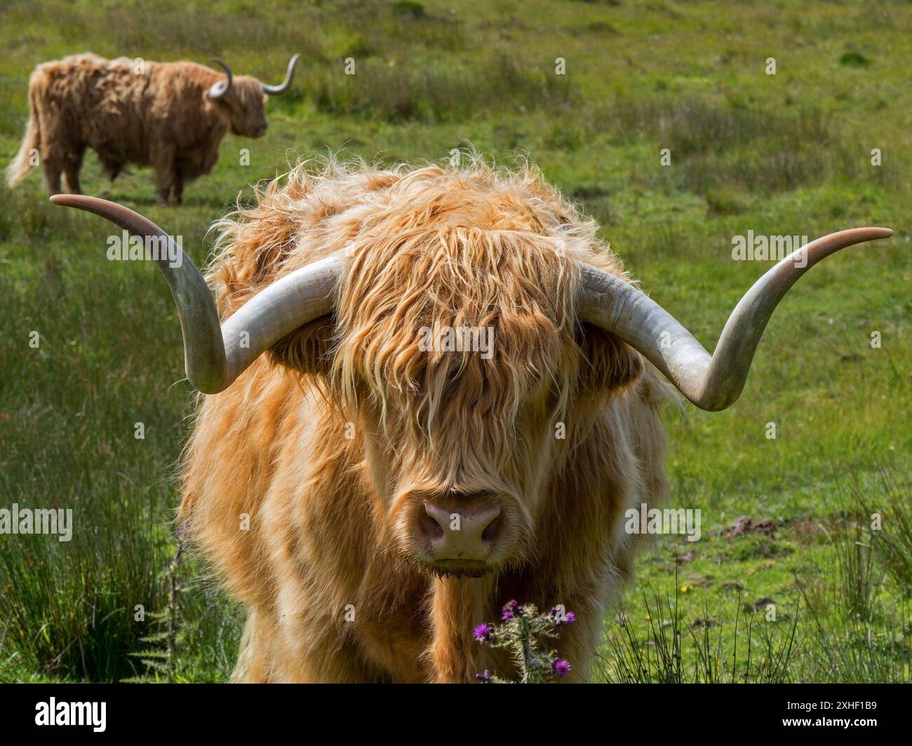 Closeup of Scottish Highland cow with long golden brown hair and curved ...