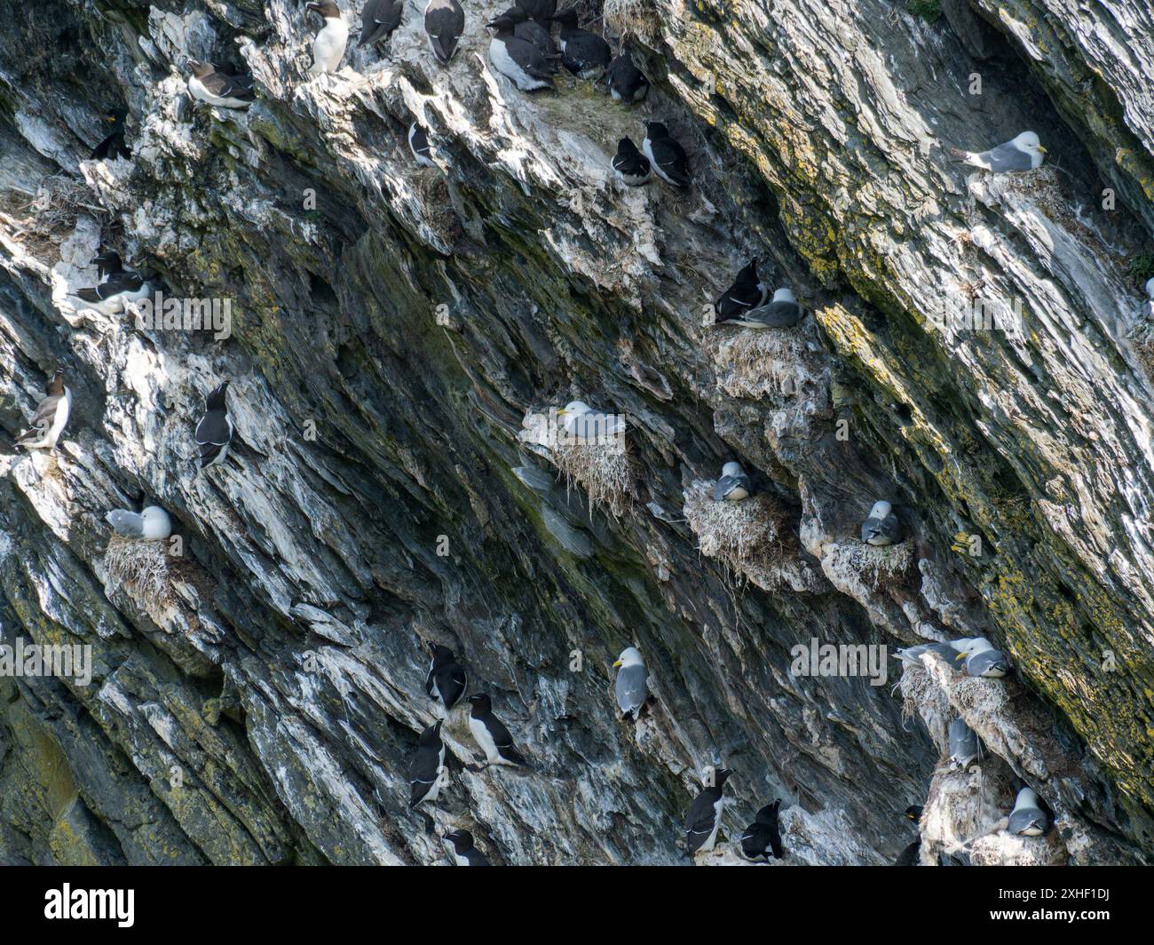 Nesting Kittiwakes (Rissa tridactyla), Razorbills (Alca torda) and ...