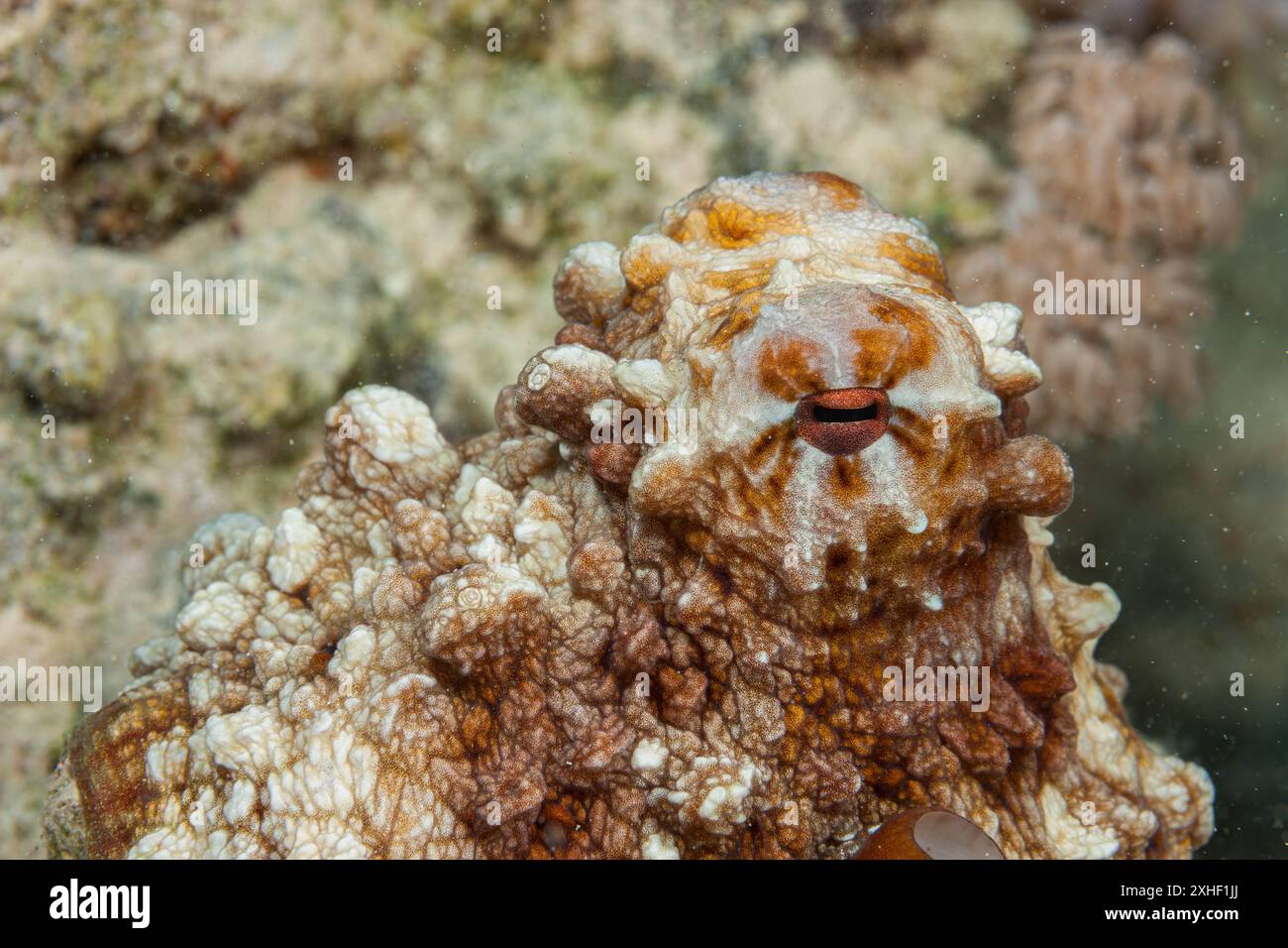 Egypt, Hurghada, Makadi Bay, Common Octopus (Octopus vulgaris Stock ...