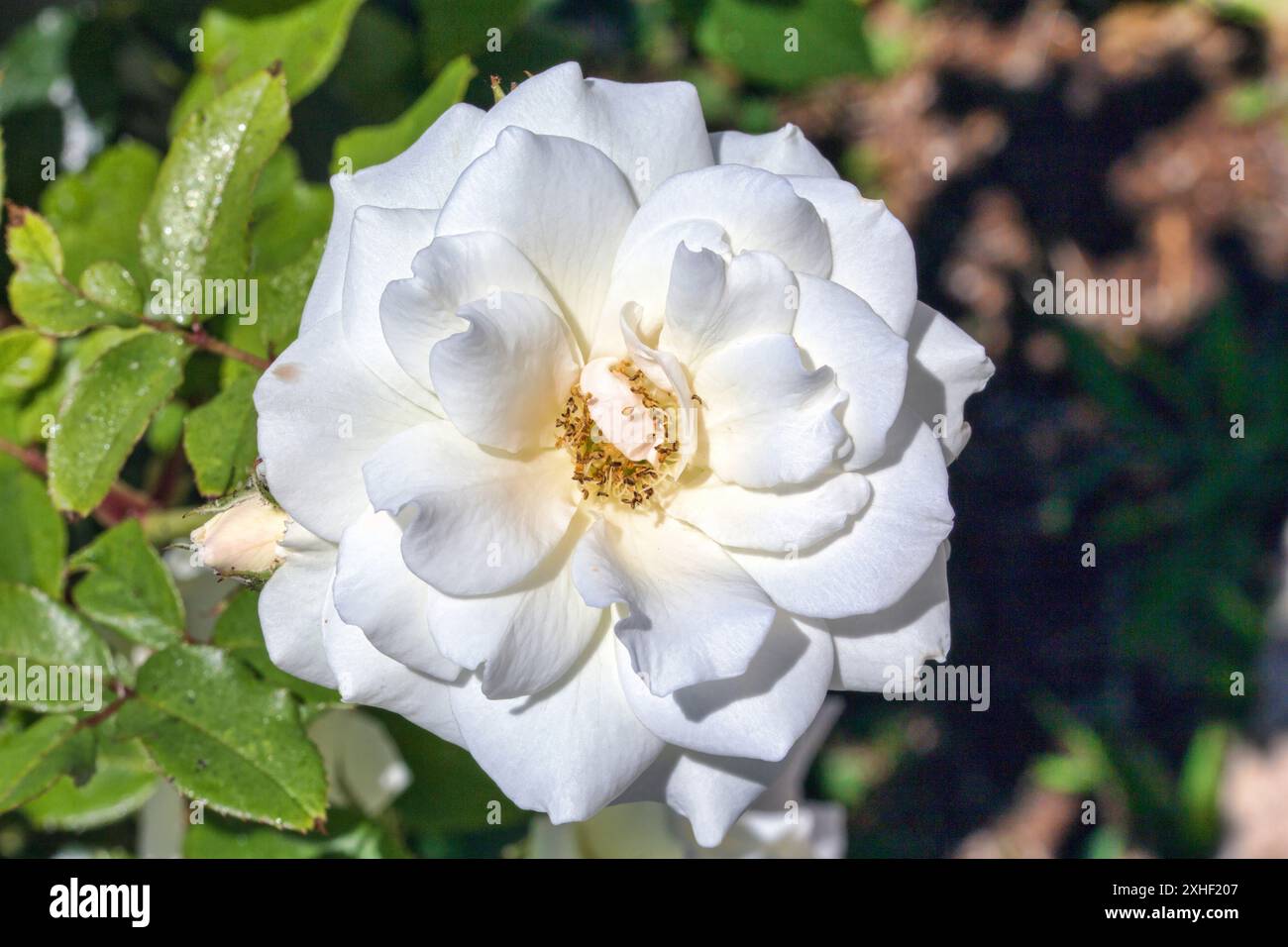 Macro photography of blooming iceberg rose Stock Photo - Alamy