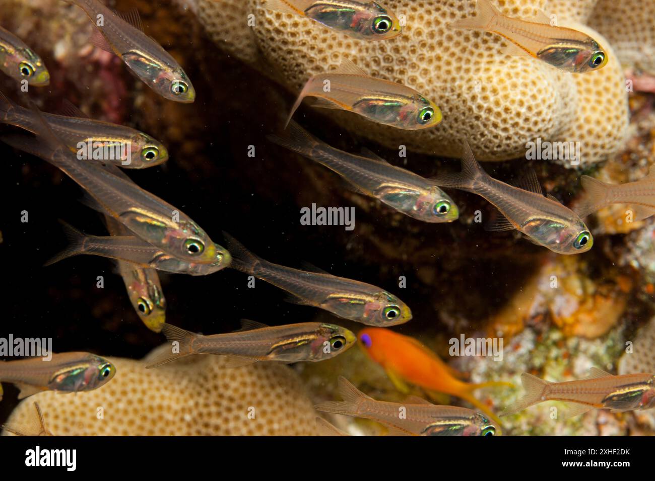 Egypt, Hurghada, Makadi Bay, Glassfish, Sweepers (Parapriacanthus ...