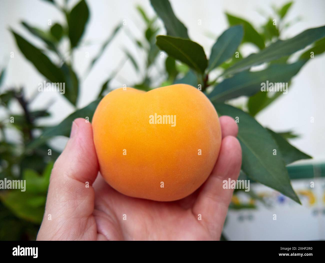 Delicious yellow peach, rich in vitamins and minerals Stock Photo - Alamy