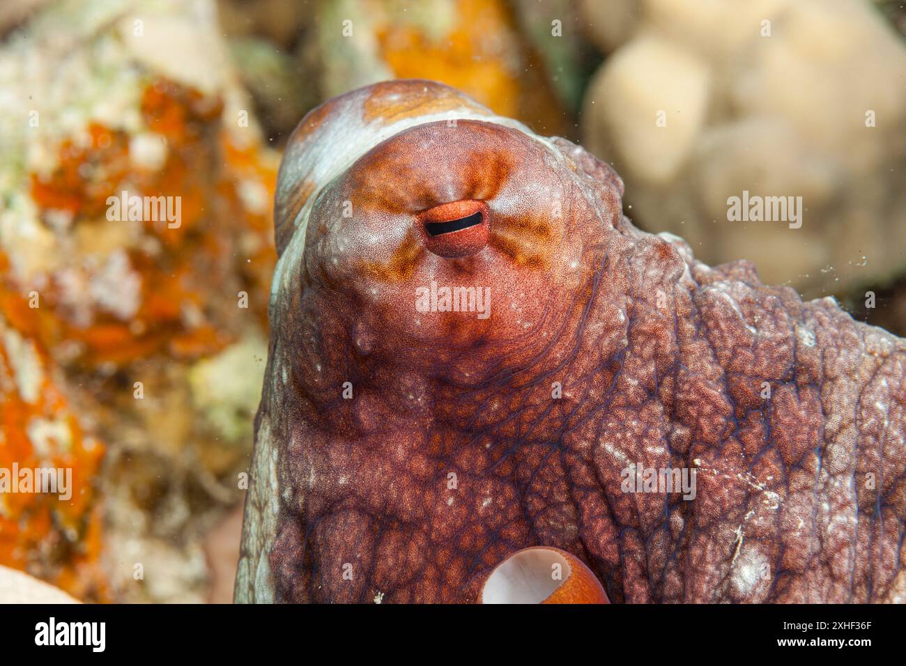 Egypt, Dahab, Common Octopus (Octopus vulgaris Stock Photo - Alamy