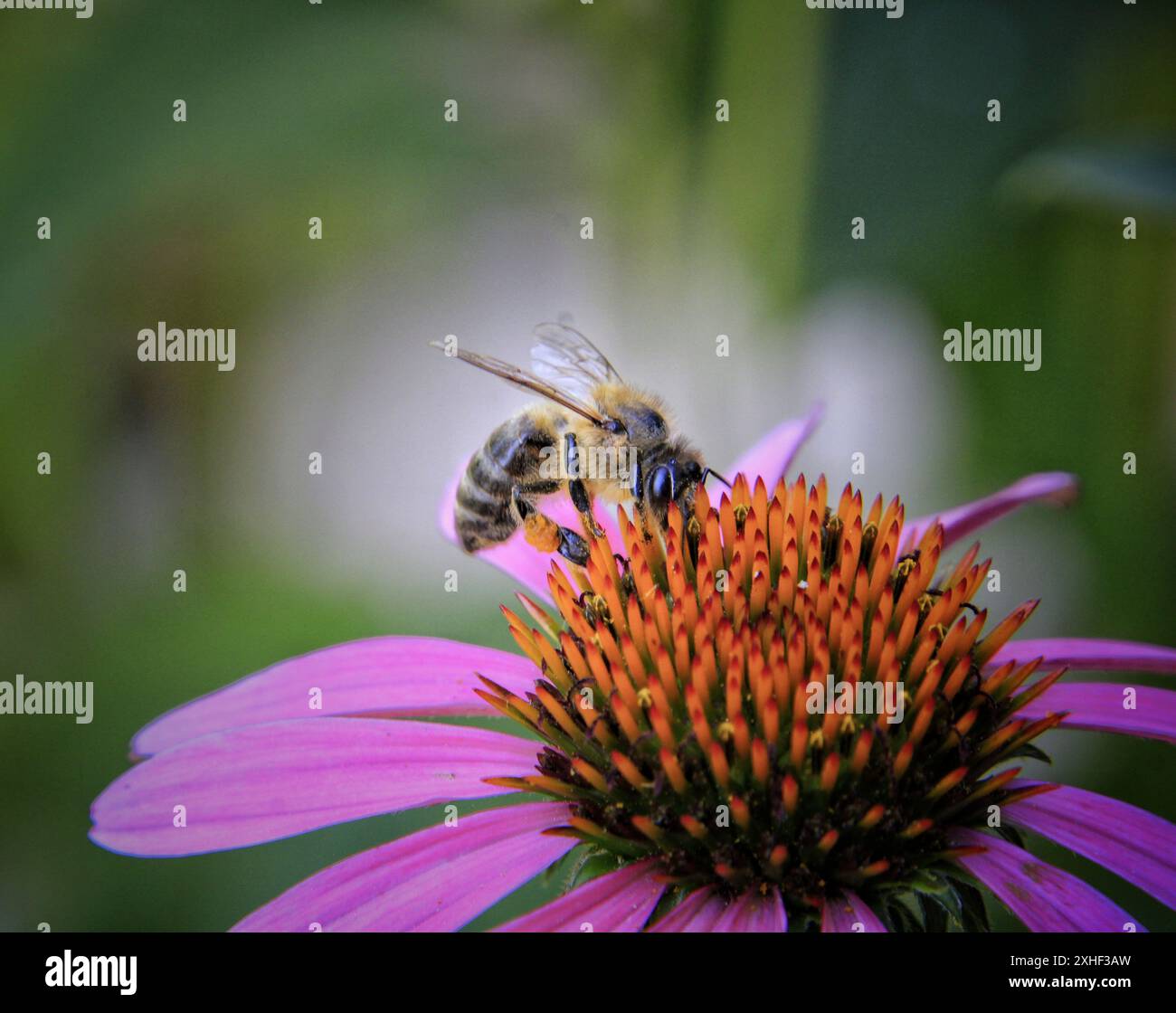 Awesome garden shots hi-res stock photography and images - Alamy