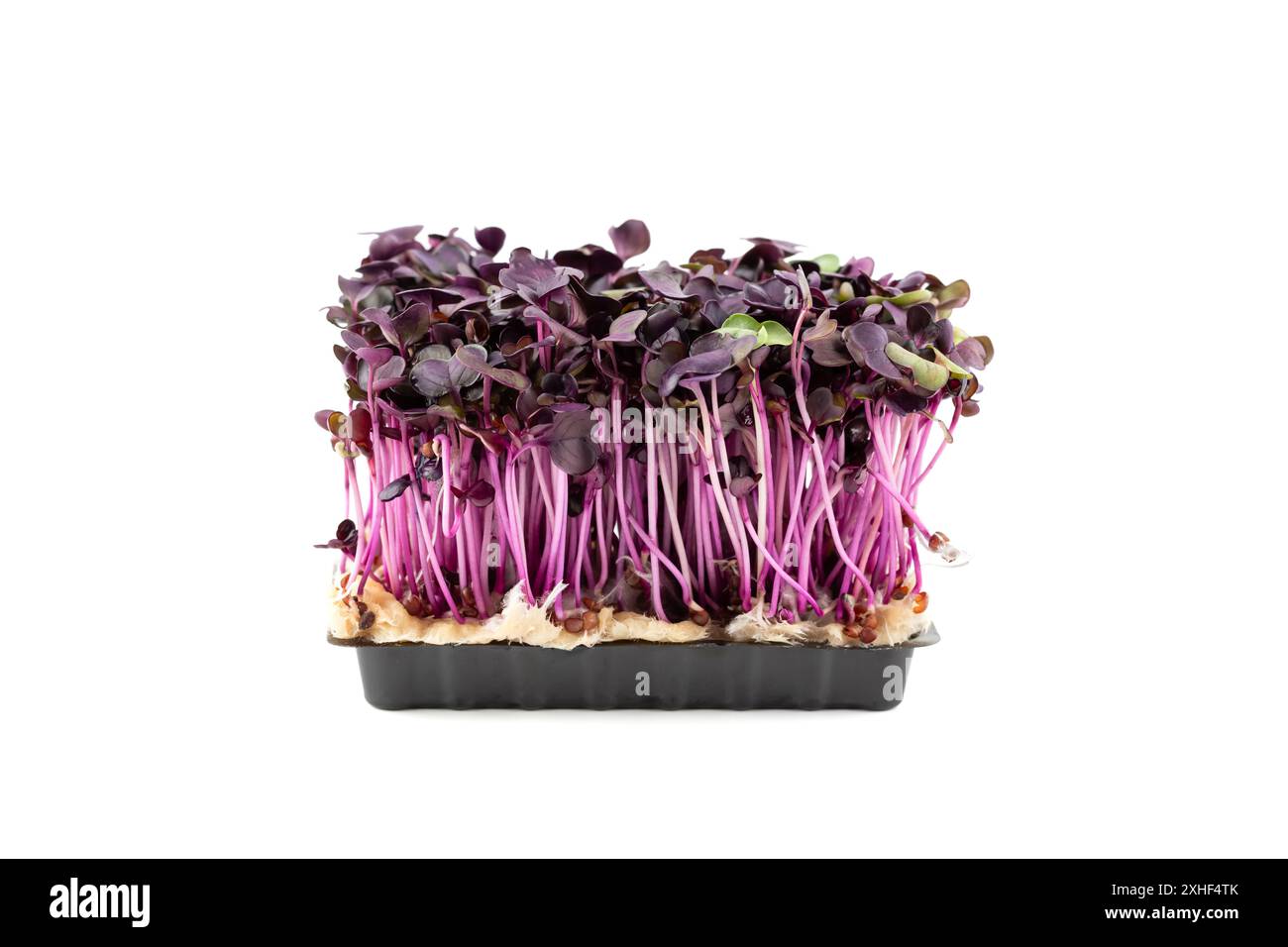 Micro green sprouts of radish isolated on white background. Microgreens ...