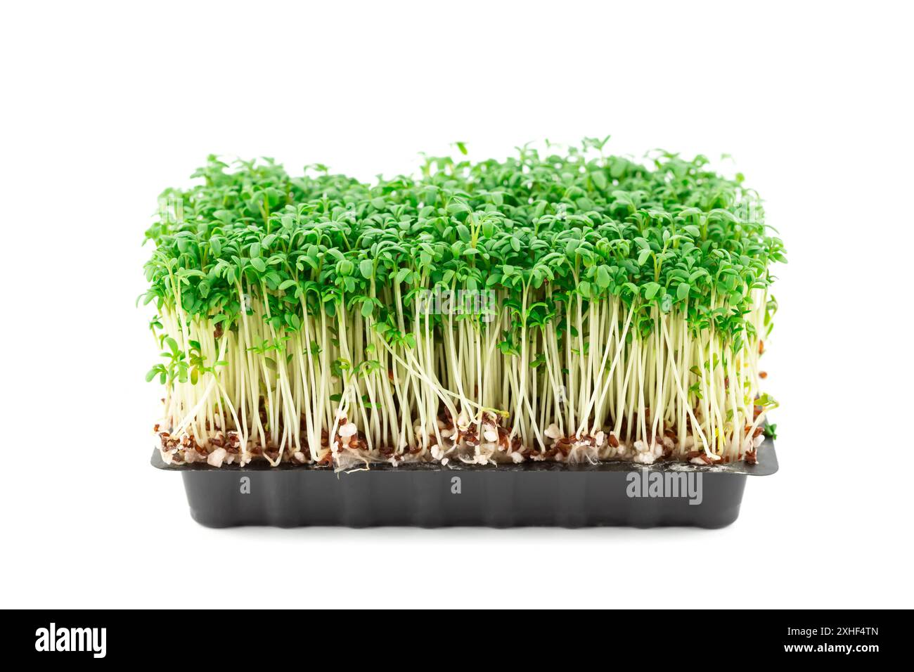 Micro green sprouts isolated on white background. Microgreens on plasic ...