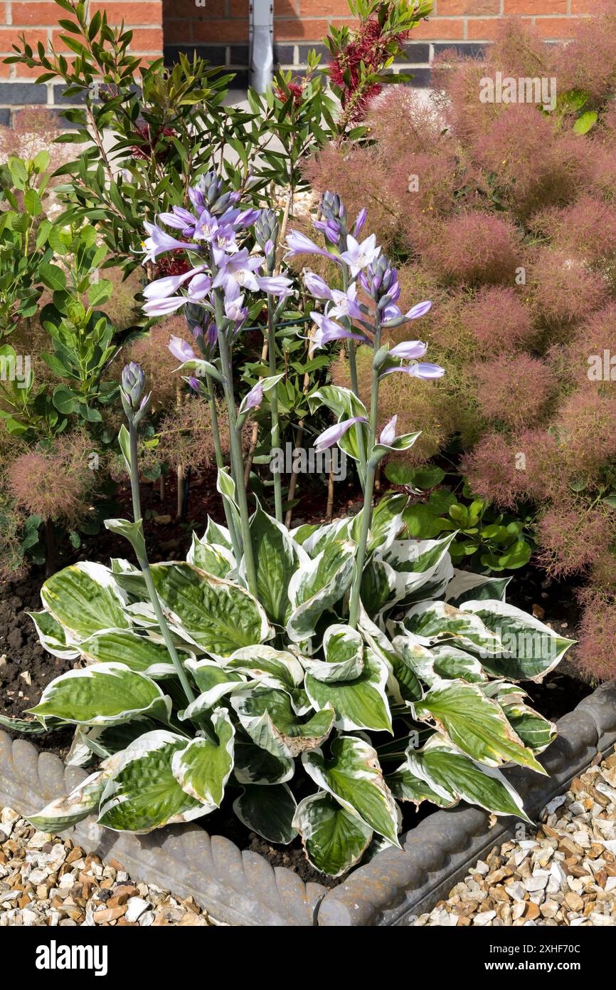 White flower in bed hi-res stock photography and images - Alamy
