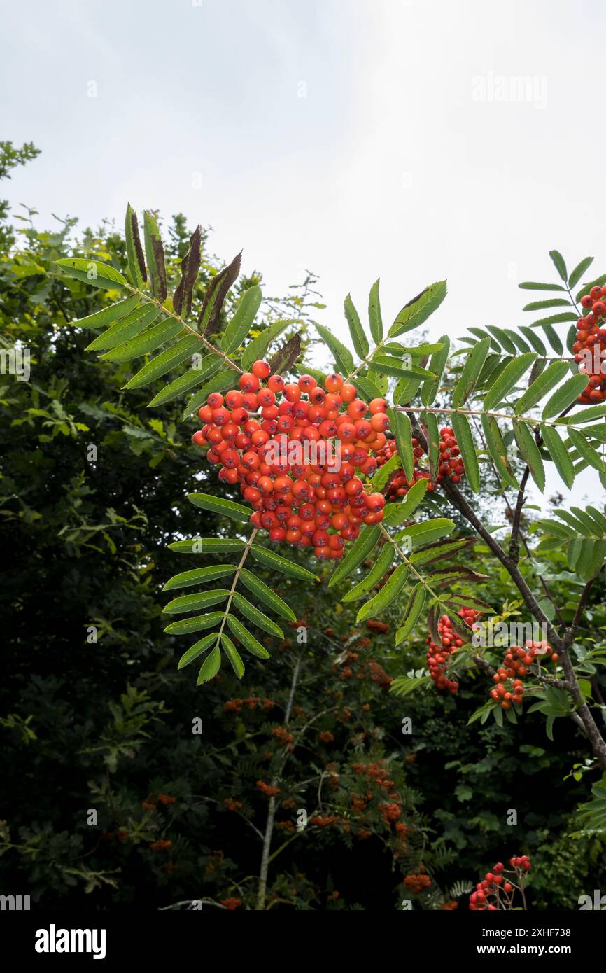 Scarlet rowan hi-res stock photography and images - Alamy
