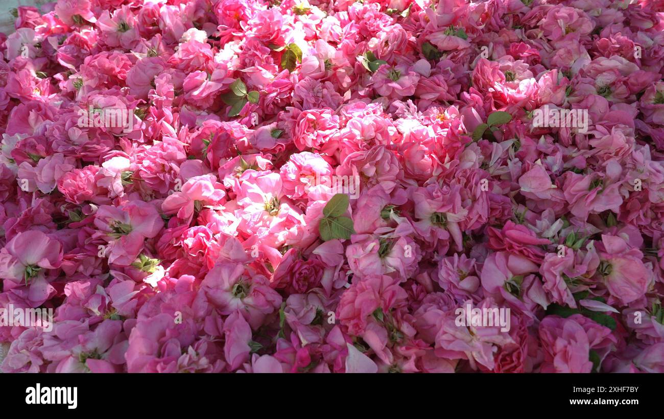 Rose plantation oil extraction hi-res stock photography and images - Alamy