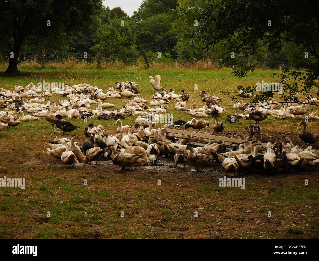 Beautiful photograph of a goose farm in a rural setting Stock Photo - Alamy