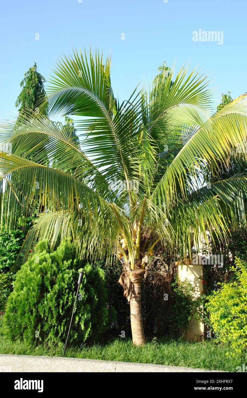 Palm tree and other vegetation, Kumasi, Ghana - very green, luxuriant ...