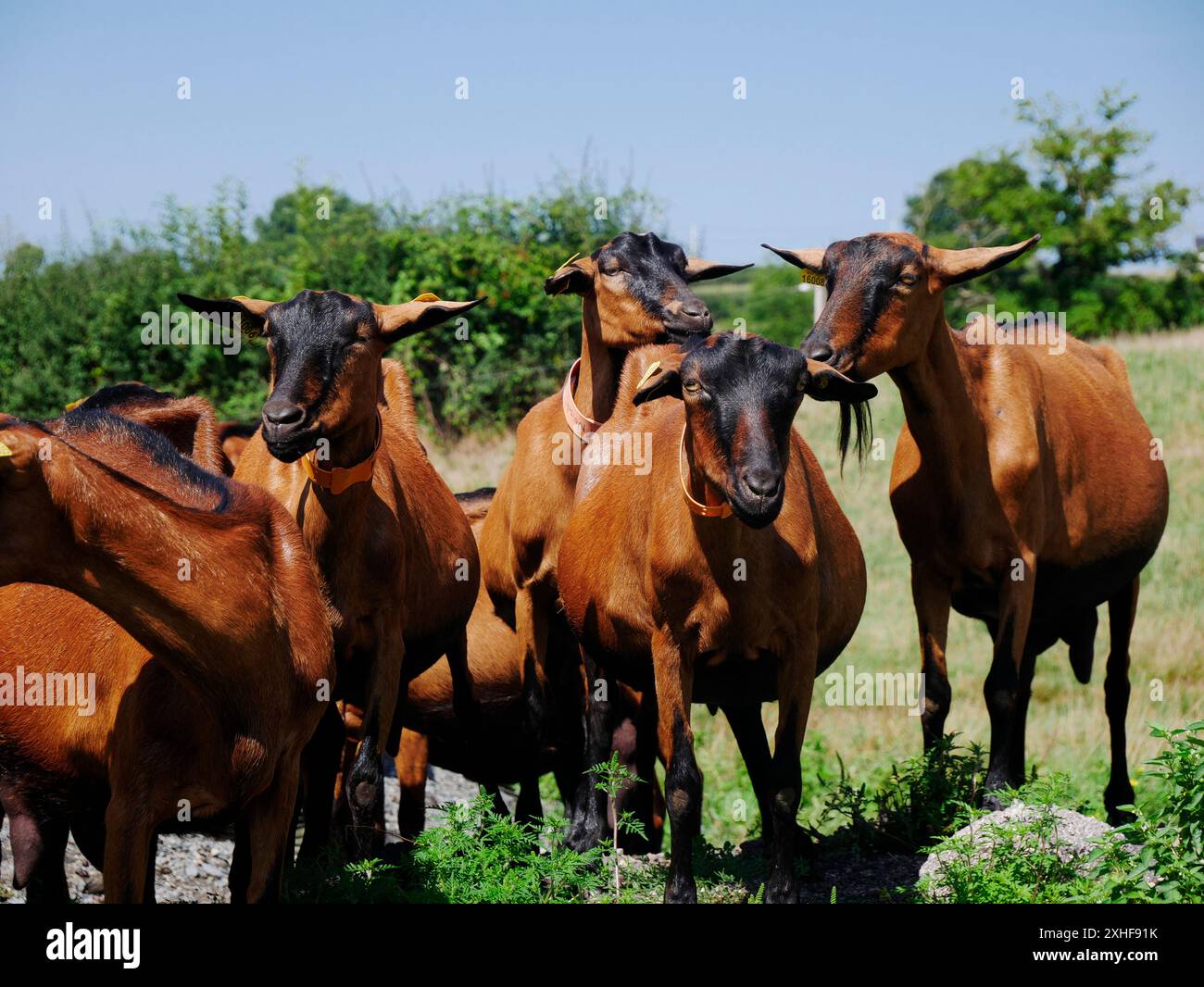 Herd of brown goats reared in the French countryside Stock Photo - Alamy