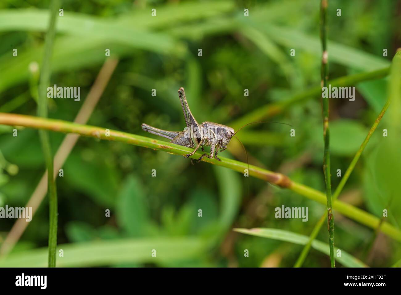 A grasshopper is perched on a vibrant green plant stem in its natural ...