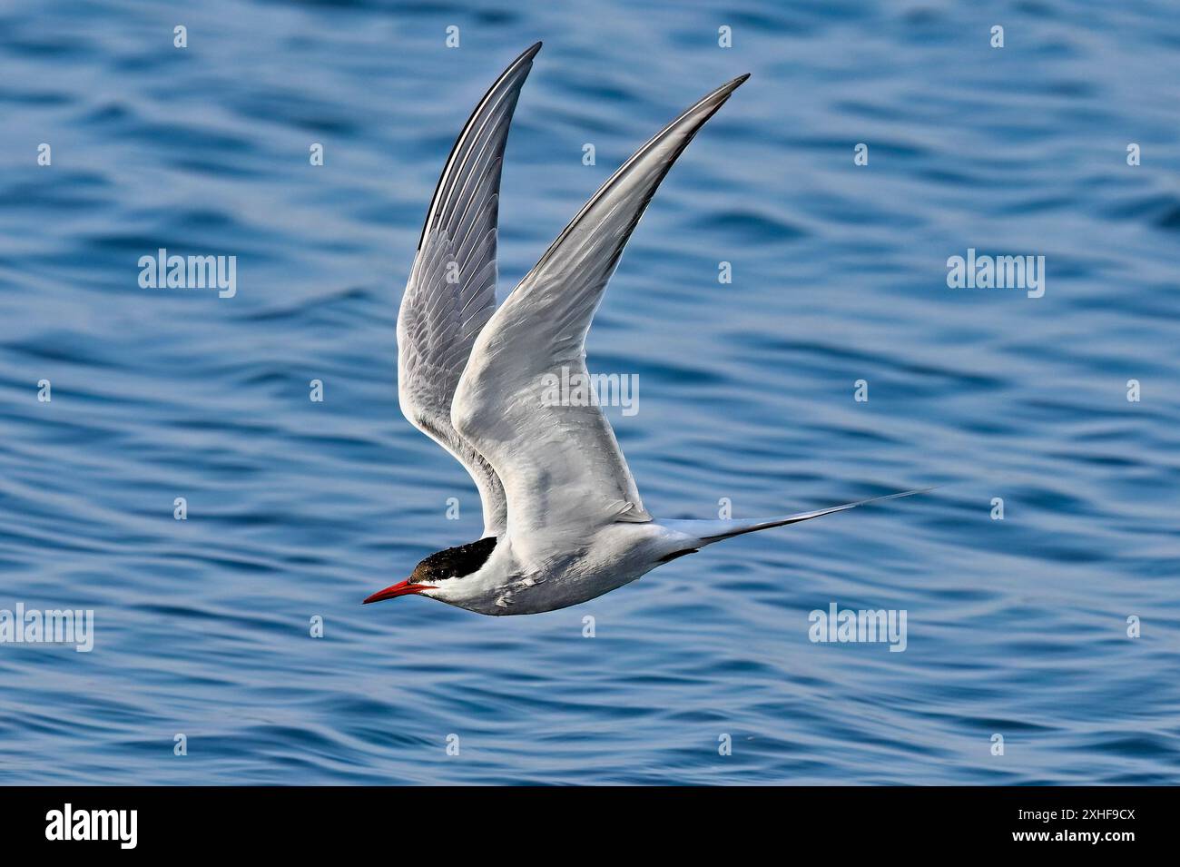 Arctic tern fly hi-res stock photography and images - Alamy