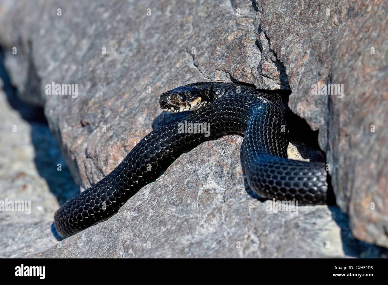 Grass snake is ready to shed the old skin away Stock Photo - Alamy