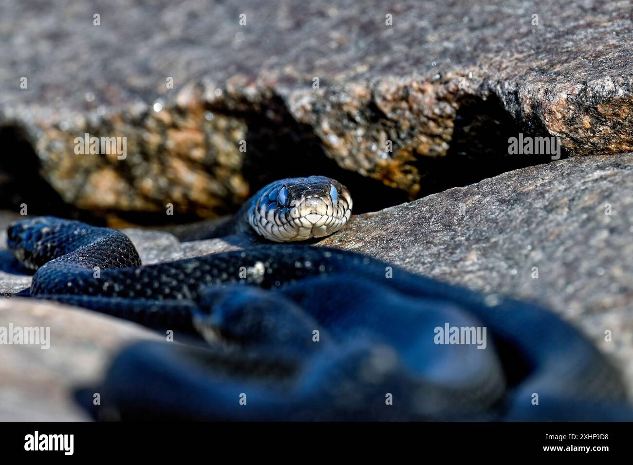 Grass snake is ready to shed the old skin away Stock Photo - Alamy