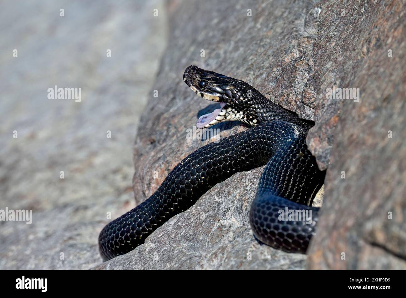 The yawning snake hi-res stock photography and images - Alamy