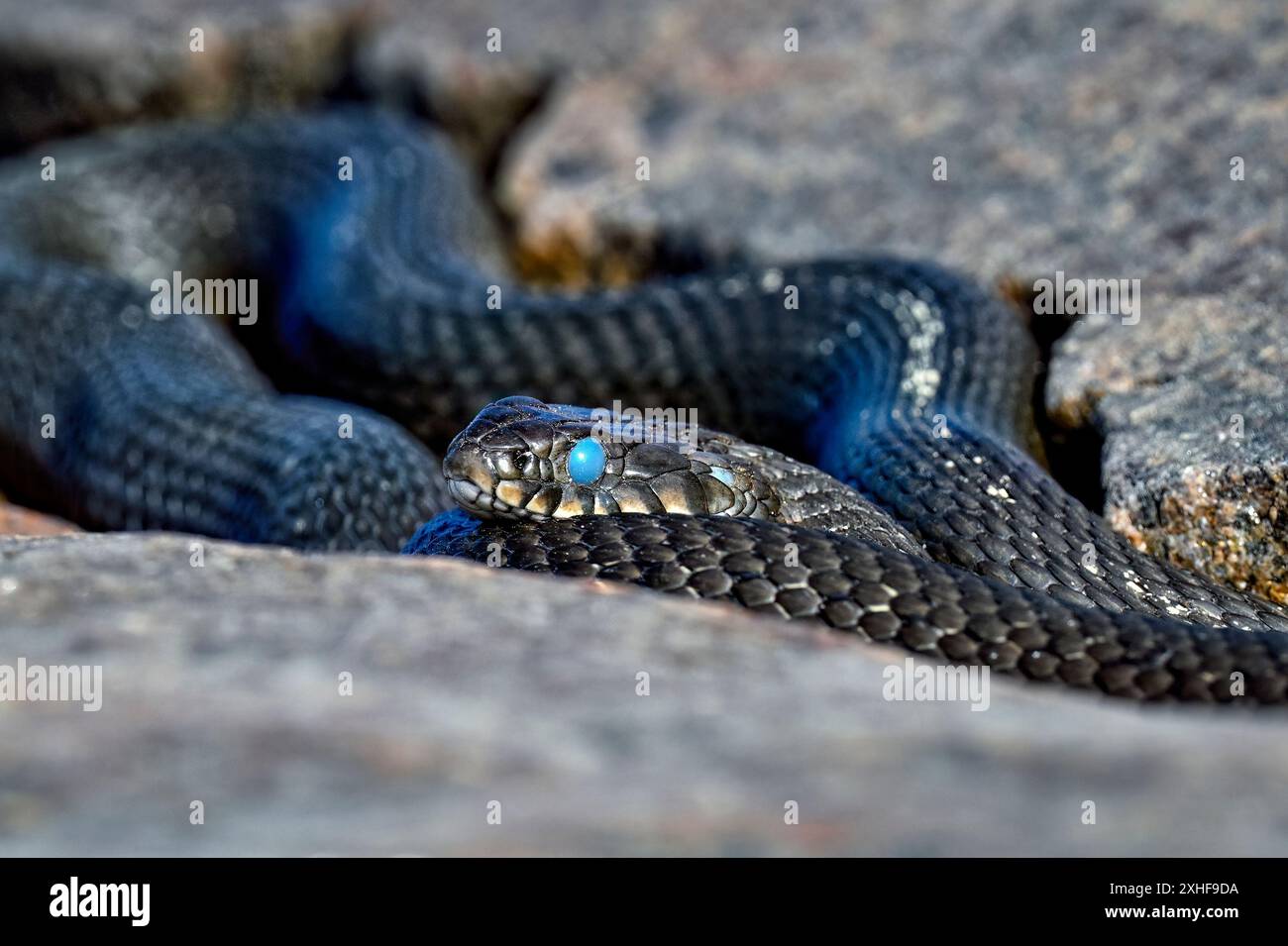 Grass snake is ready to shed the old skin away Stock Photo - Alamy