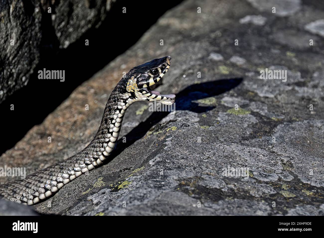 The yawning snake hi-res stock photography and images - Alamy