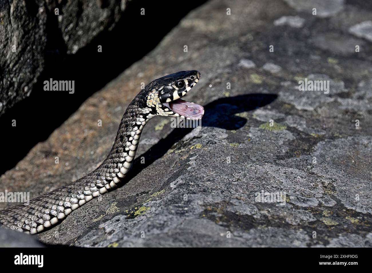 The yawning snake hi-res stock photography and images - Alamy