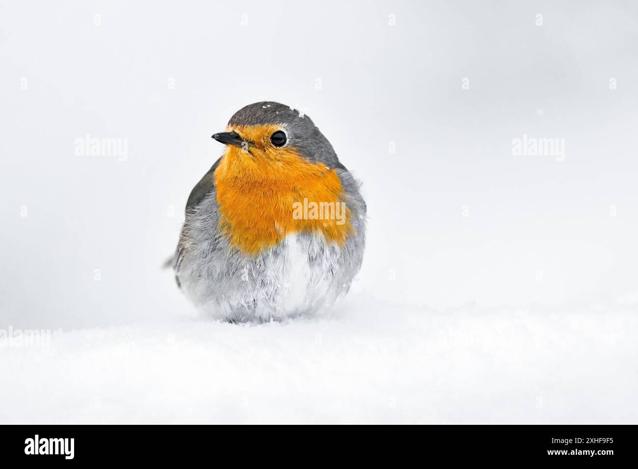 Robin returned from migration for summer but winter was still waiting ...